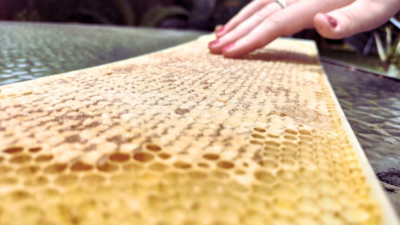 PLASTIC BEE FRAMES - GEM Manufacturers