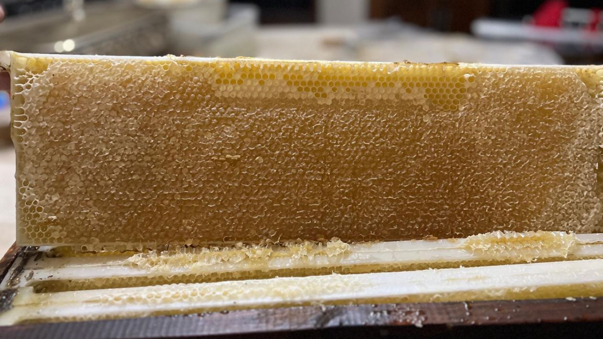 PLASTIC BEE FRAMES - GEM Manufacturers